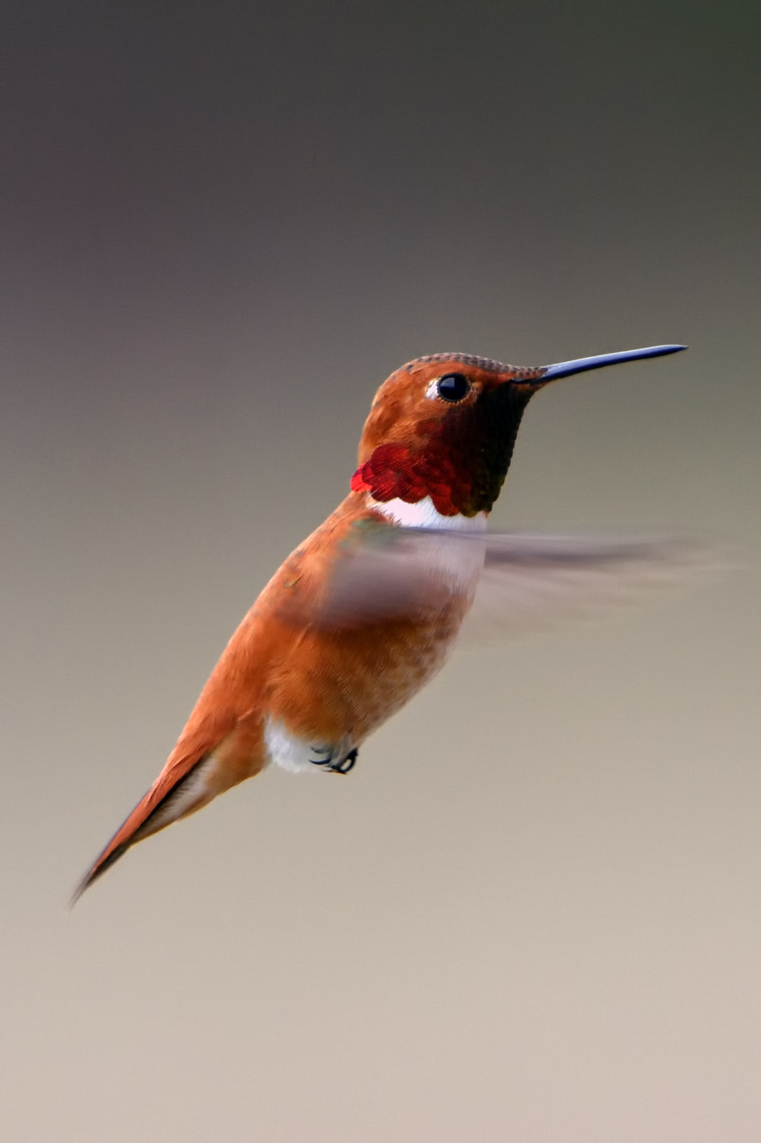 An “Ordinary” Hummingbird – Steve Bensema